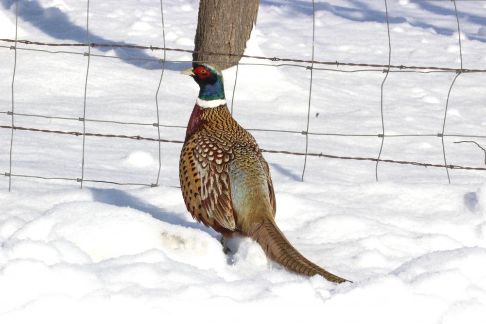 Birds Gallery | City of Prineville Oregon