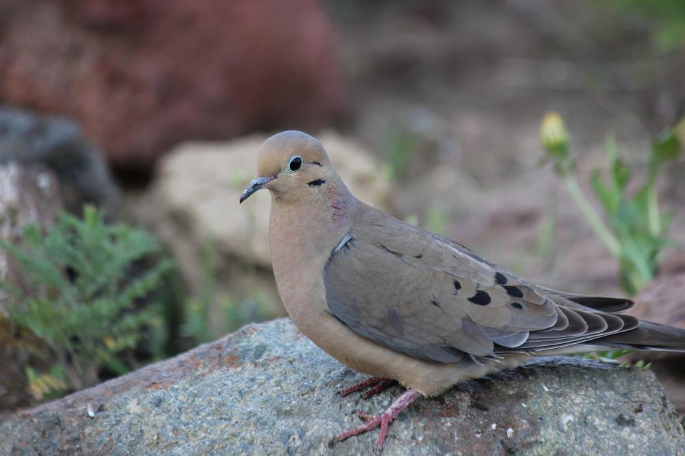 Birds Gallery | City of Prineville Oregon