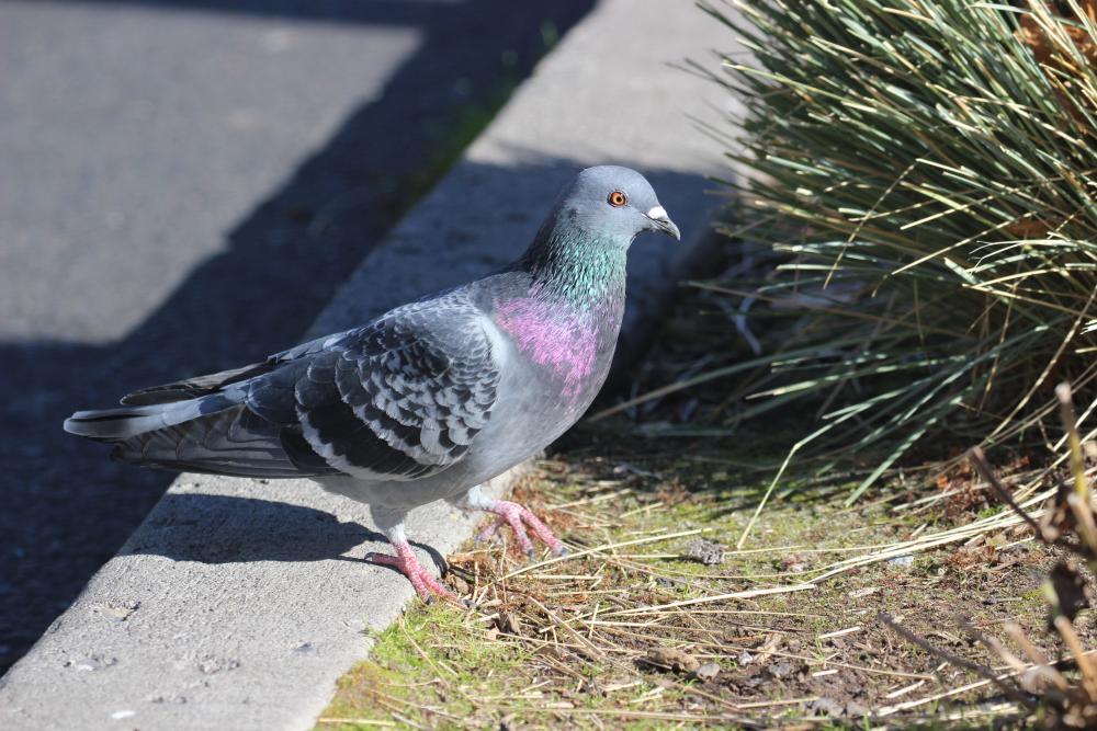 Birds Gallery | City of Prineville Oregon