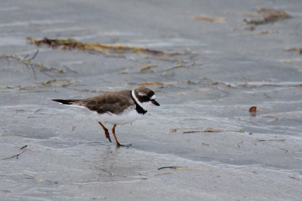 Birds Gallery | City of Prineville Oregon