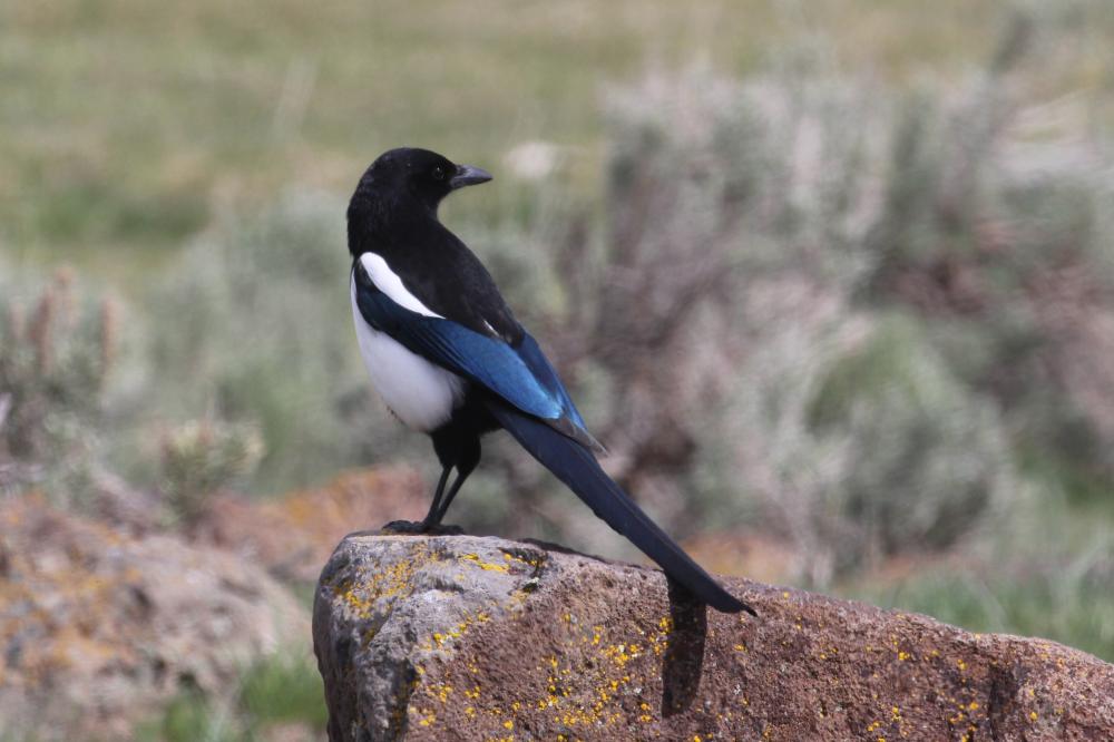 Birds Gallery | City of Prineville Oregon