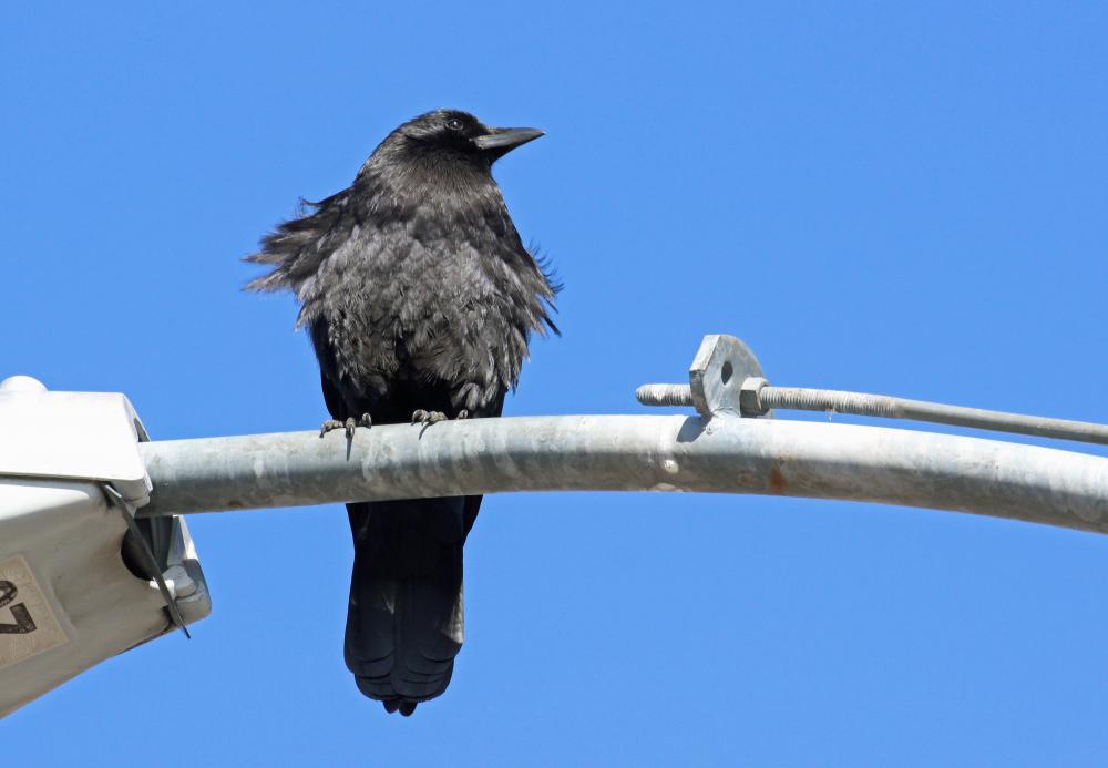 Birds Gallery | City of Prineville Oregon