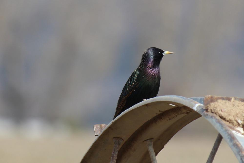 Birds Gallery | City of Prineville Oregon