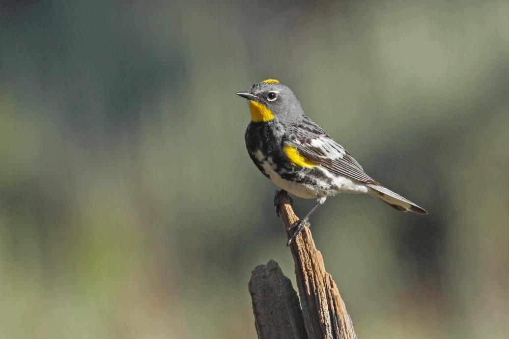 Birds Gallery | City of Prineville Oregon